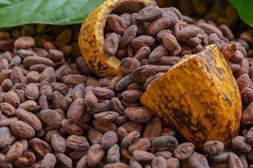 Ivory Coast Cocoa traceability stalls ahead of EU anti-deforestation ...