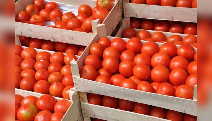 Russia blocks Moroccan tomato shipment over alleged virus detection ...