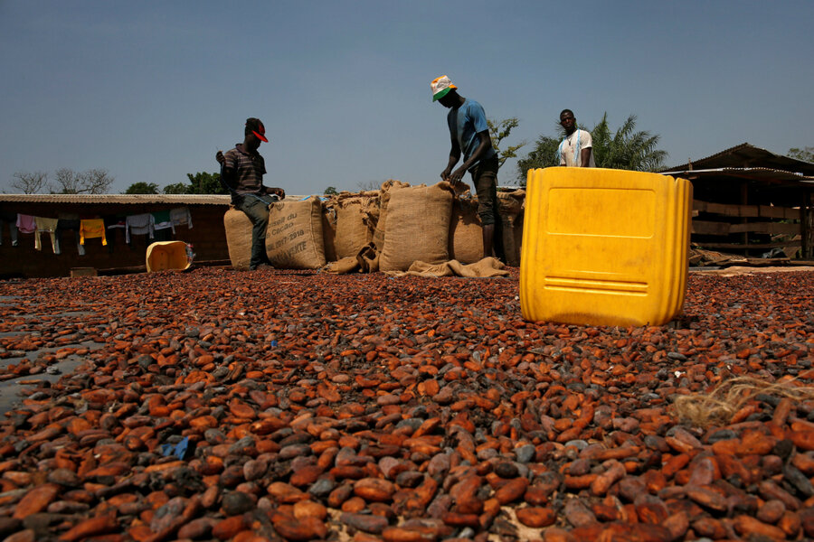 Ivory Coast mulls Cocoa farm gate price cut amid market crises - Africa ...