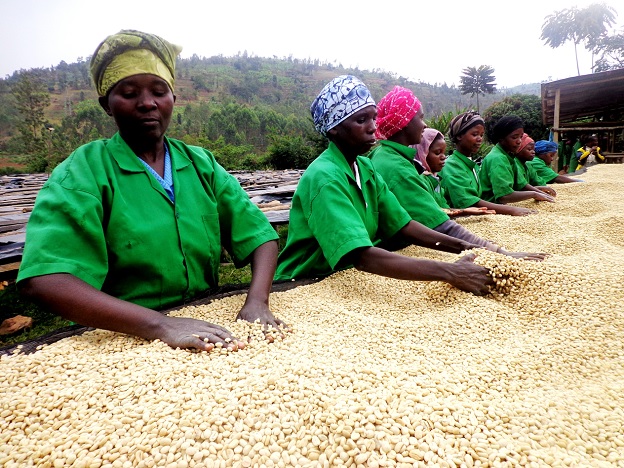 Rwanda: Coffee price rise sets stage for improved farmer incomes ...