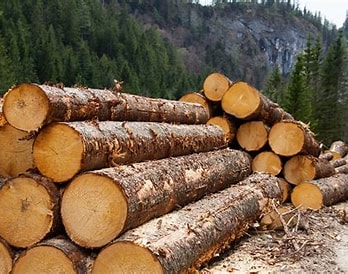 Gabon timber sector hit by falling Chinese demand - Africa Business Insight