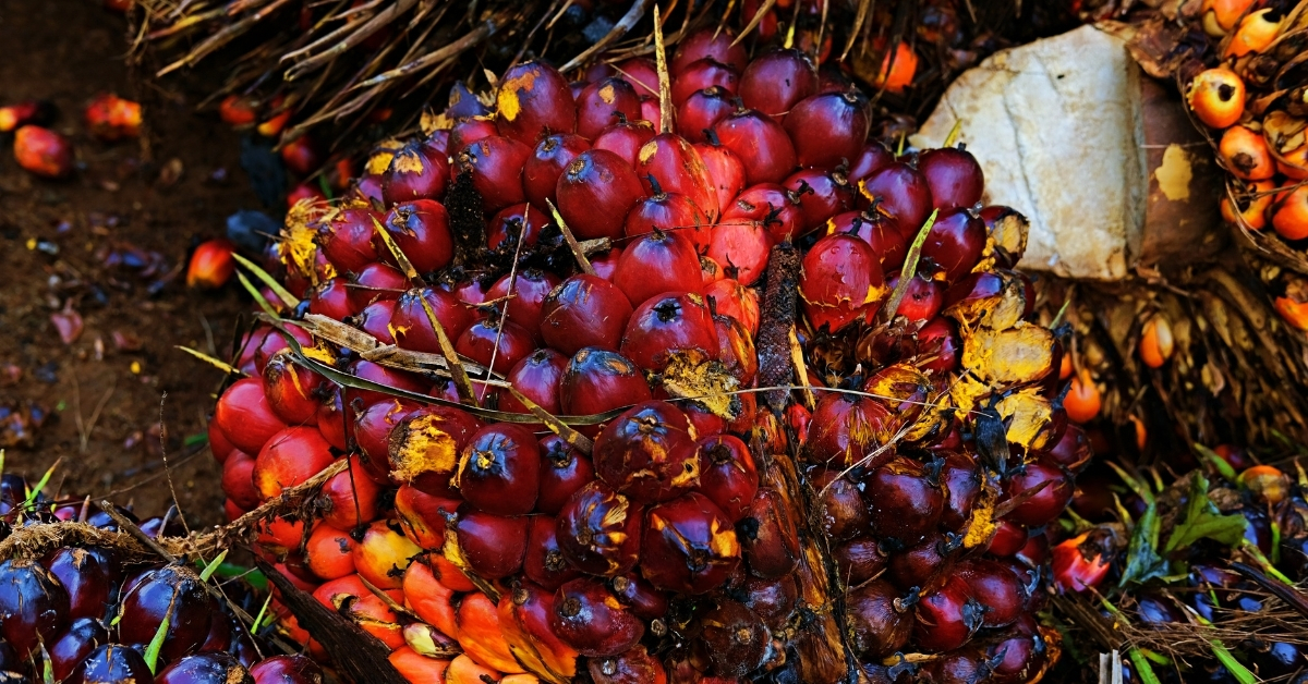 Cameroon’s palm oil output falls nearly 40% in Q2 2025 amid structural ...