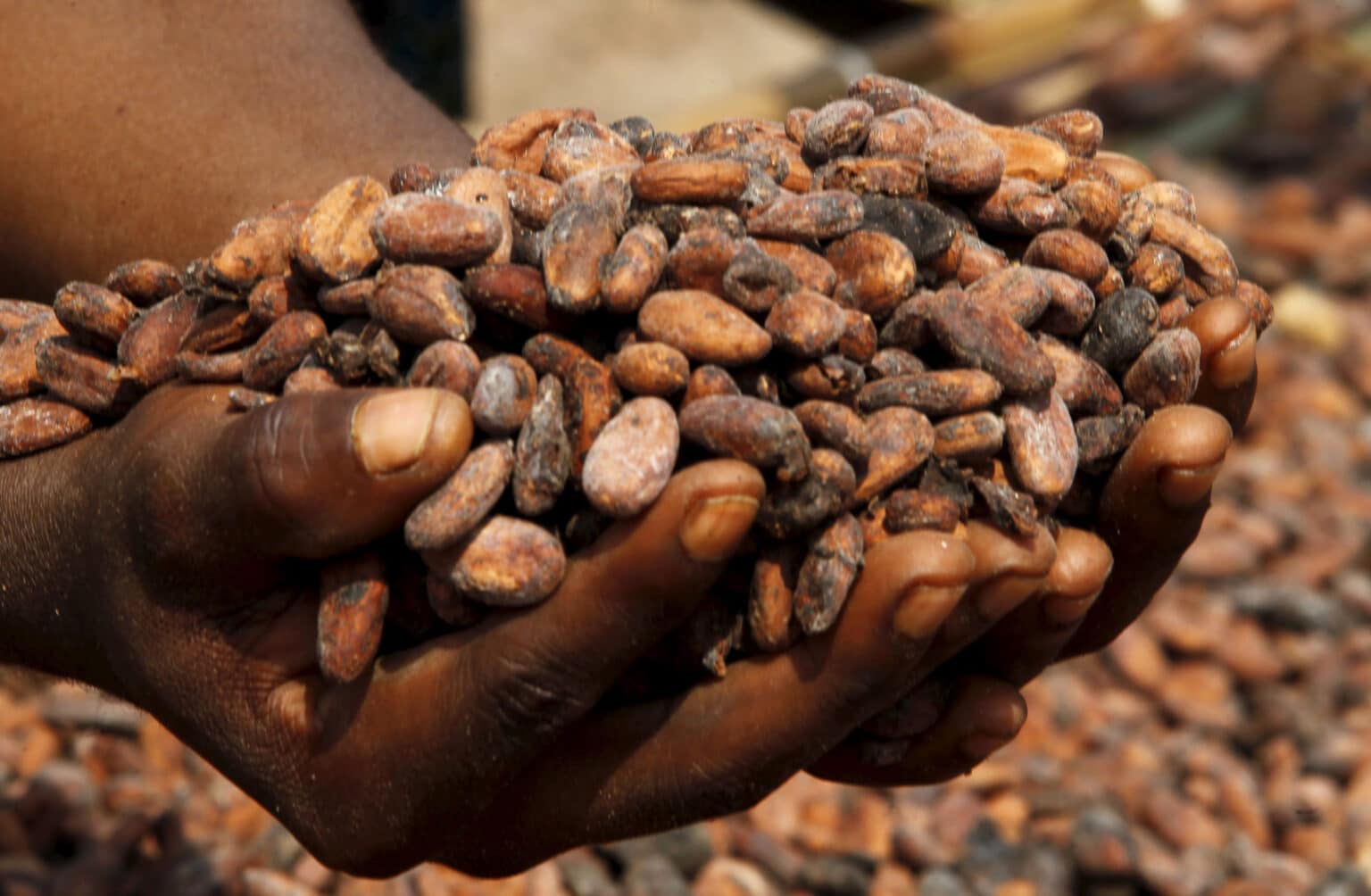 Ivory Coast to announce cocoa mid-crop price by end of month - Africa ...
