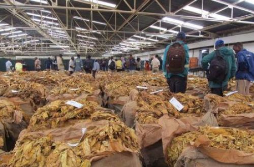 Zimbabwe to launch 2025/2026 tobacco marketing season on March 4 ...