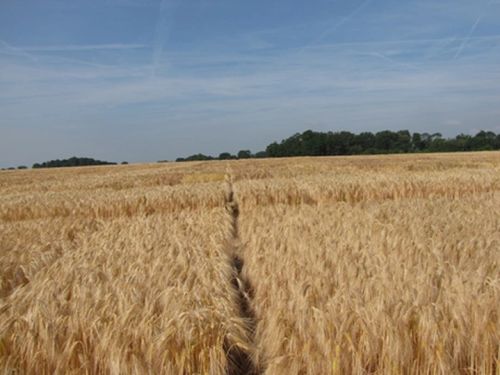 Ethiopia leads Africa’s barley output as Nigeria launches pilot ...