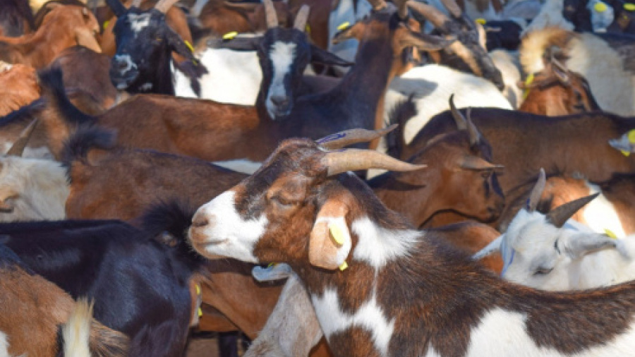 Togo boosts meat self-sufficiency to 68% in 2025, poultry leads growth ...