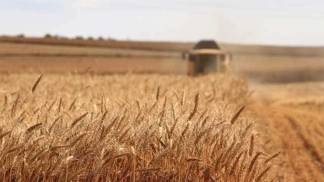 Morocco expects strong cereal harvest of 90 million quintals in 2026 ...