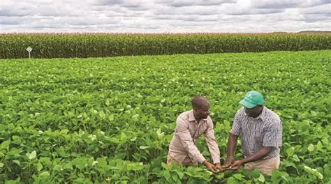 Zimbabwe begins farm restitution with US$146m compensation as land ...